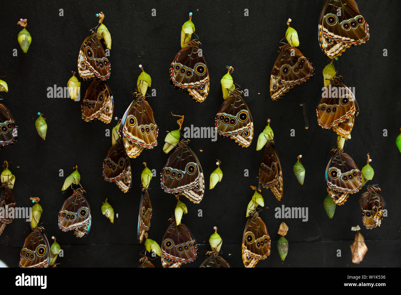 MORPHO BUTTERFLY (Morpho menelaus) , Santa Elena Cloud Forest Nature ...