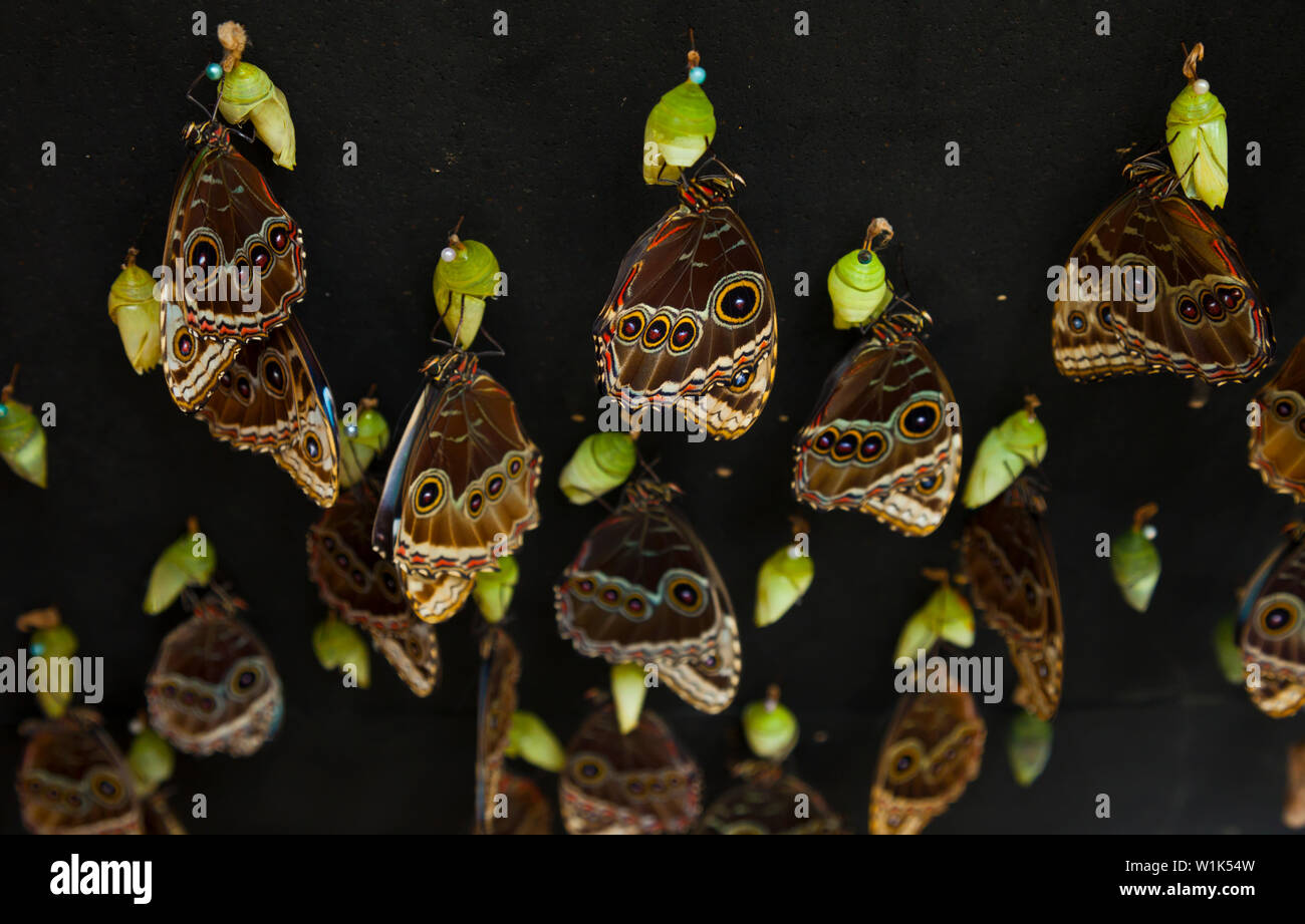 MORPHO BUTTERFLY (Morpho menelaus) , Santa Elena Cloud Forest Nature ...