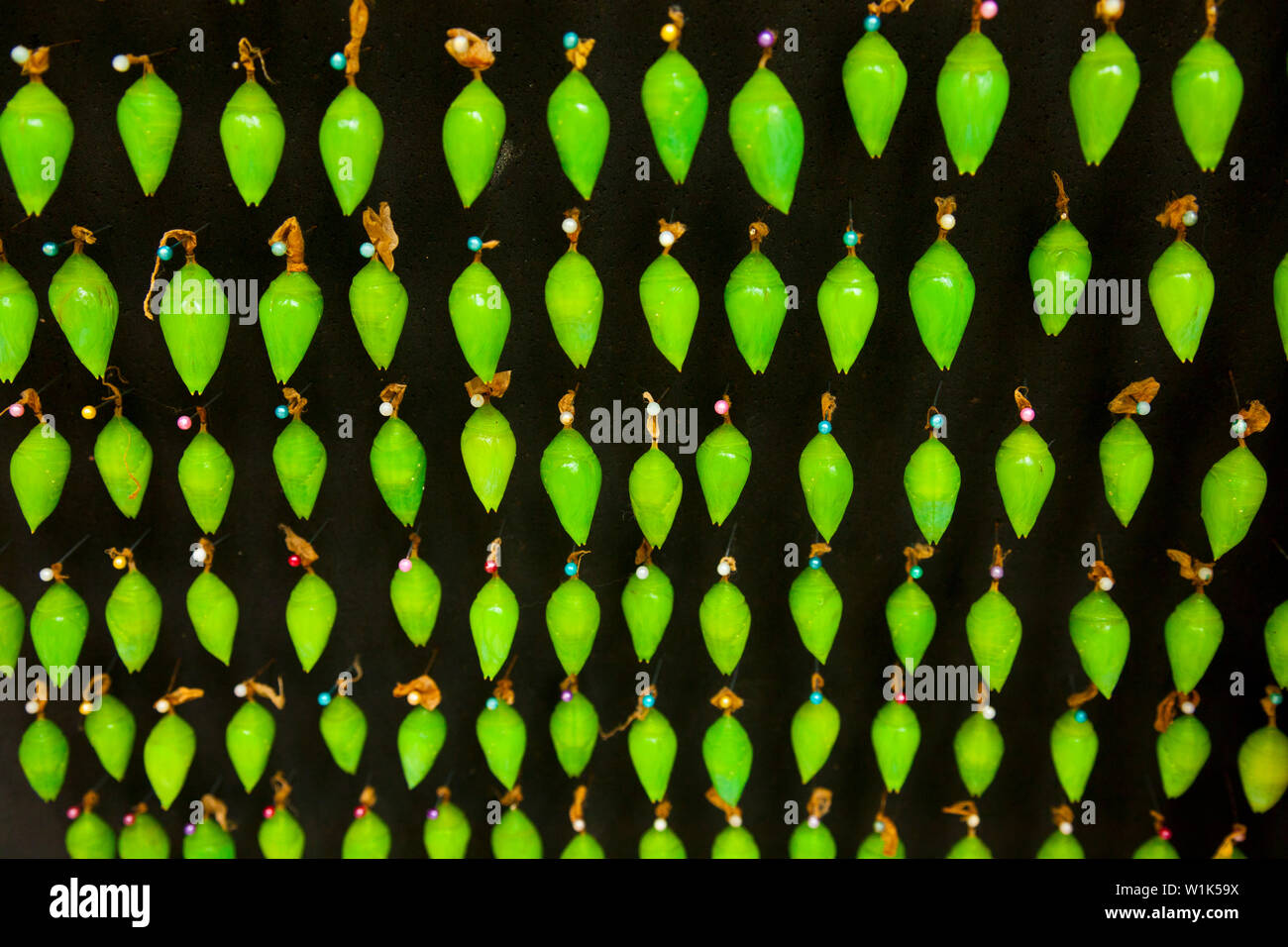 MORPHO BUTTERFLY (Morpho menelaus) , Santa Elena Cloud Forest Nature ...