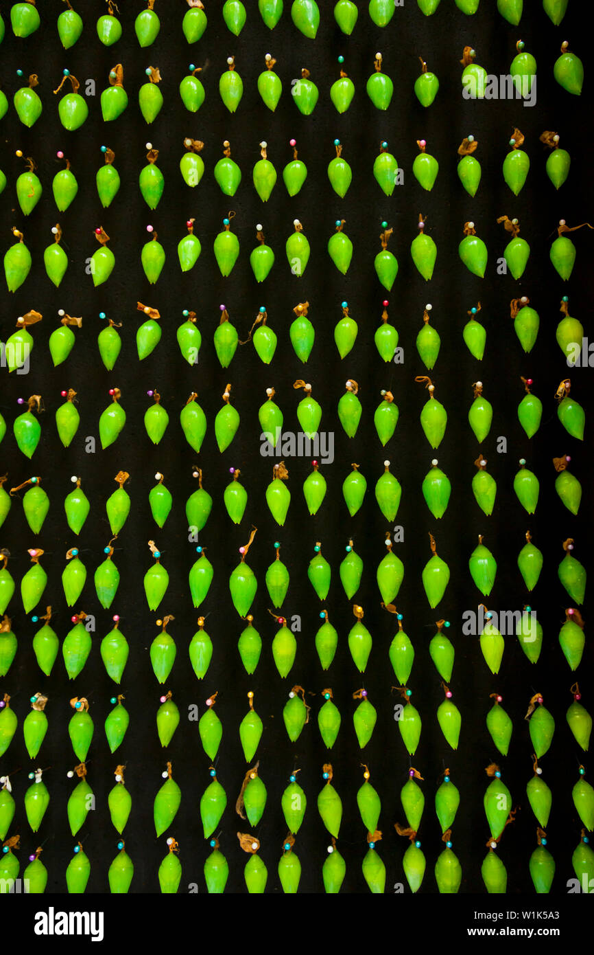 MORPHO BUTTERFLY (Morpho menelaus) , Santa Elena Cloud Forest Nature ...