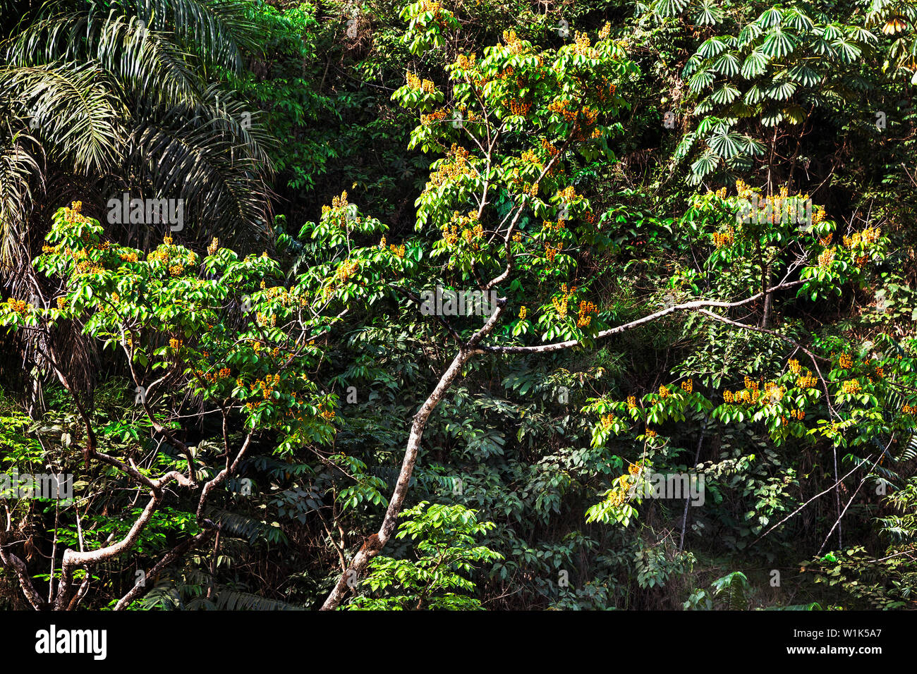 Landscape tropical rainforest lush vegetation with plants & some ...