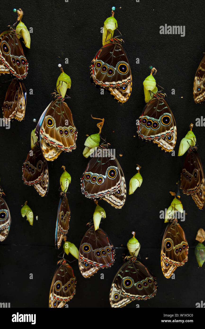 MORPHO BUTTERFLY (Morpho menelaus) , Santa Elena Cloud Forest Nature ...
