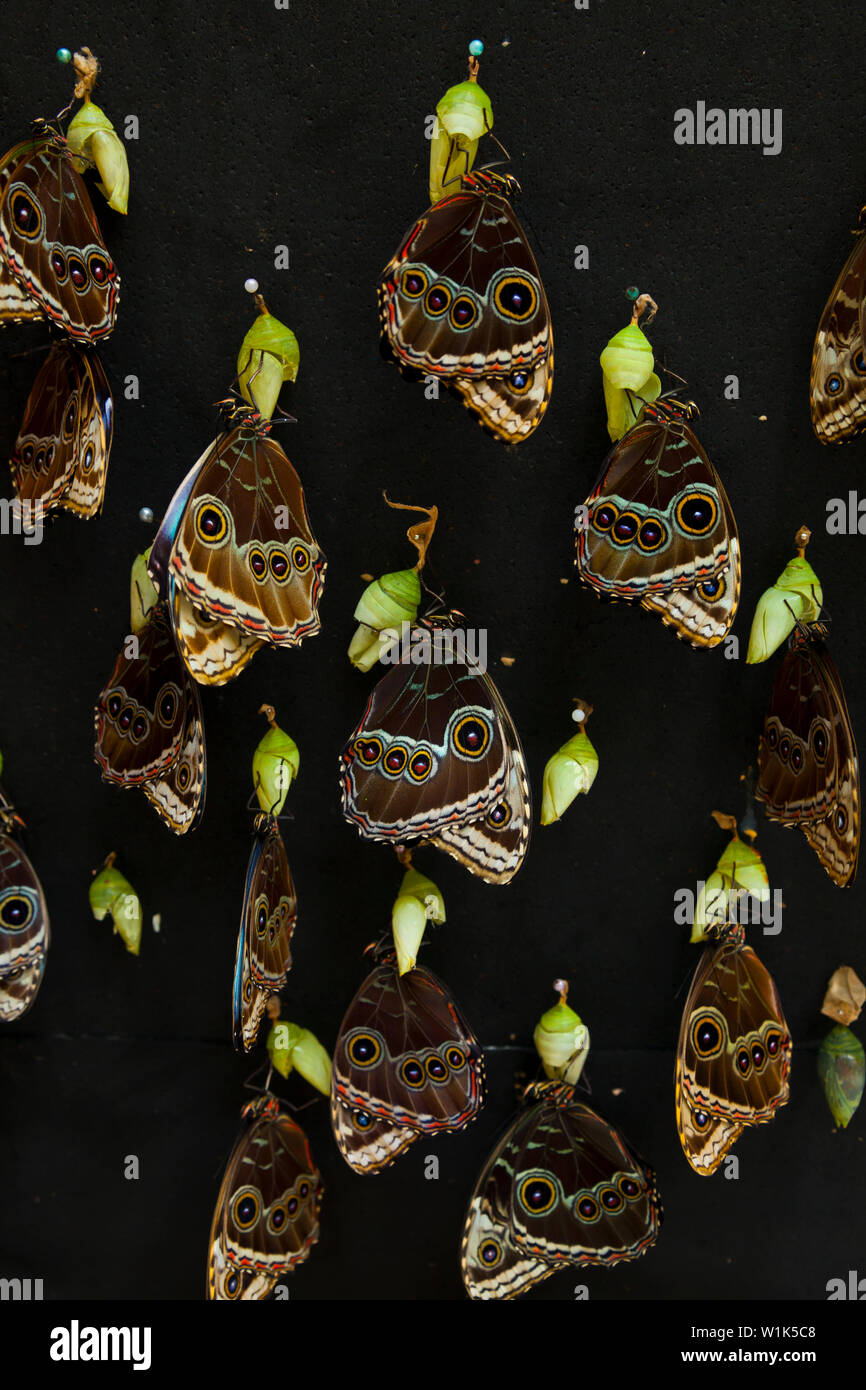 MORPHO BUTTERFLY (Morpho menelaus) , Santa Elena Cloud Forest Nature ...