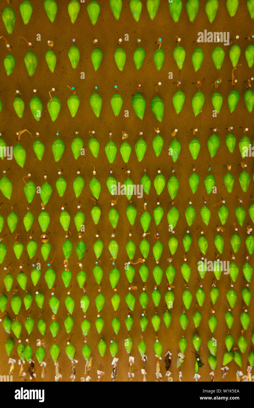 MORPHO BUTTERFLY (Morpho menelaus) , Santa Elena Cloud Forest Nature ...