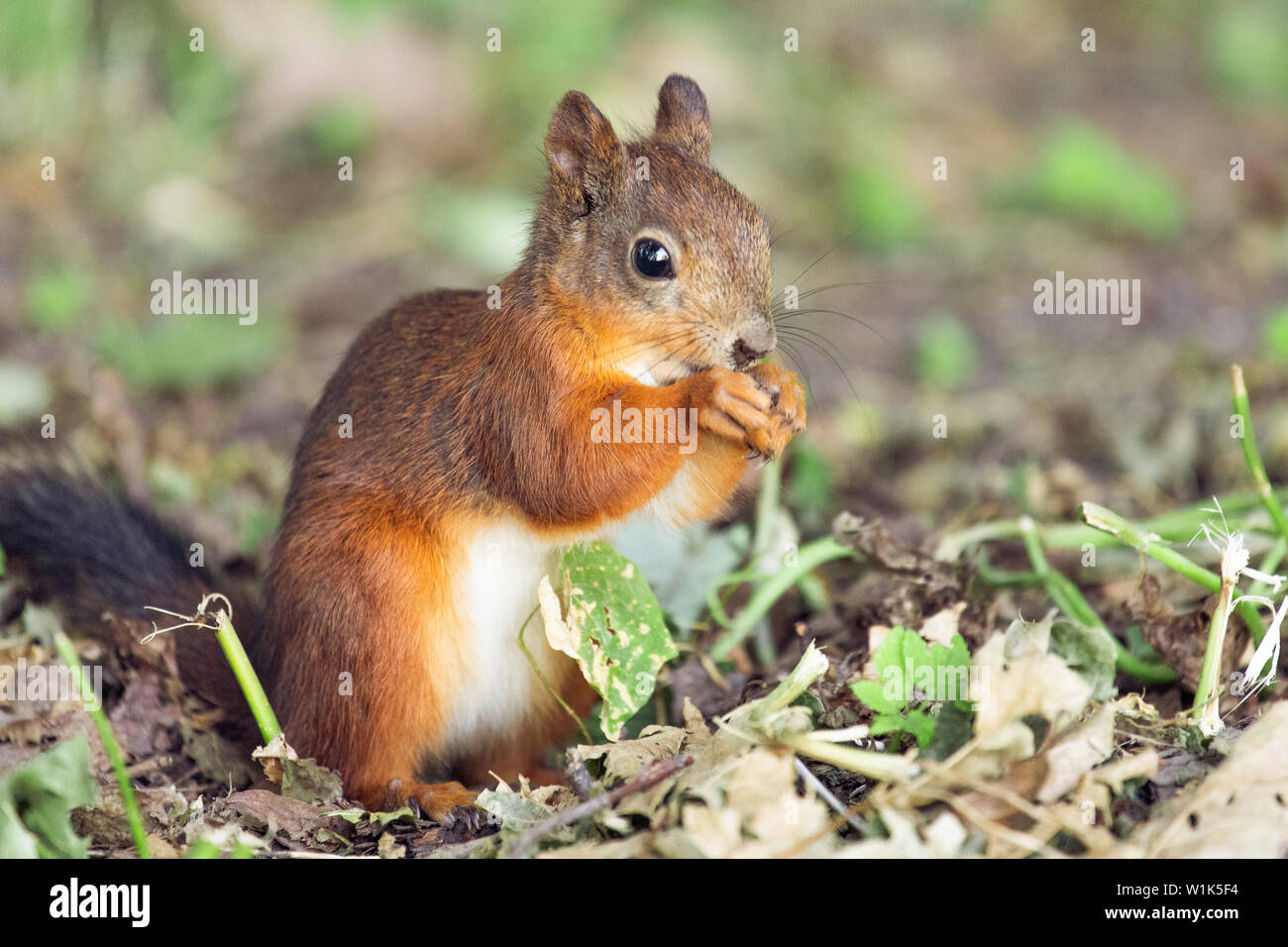 Red squirrel face on hi-res stock photography and images - Alamy