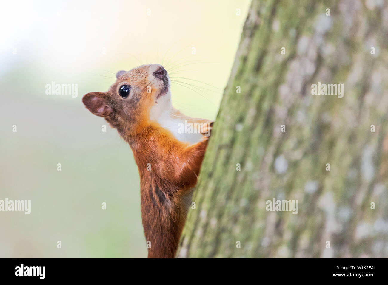 Baby red squirrel hi-res stock photography and images - Alamy