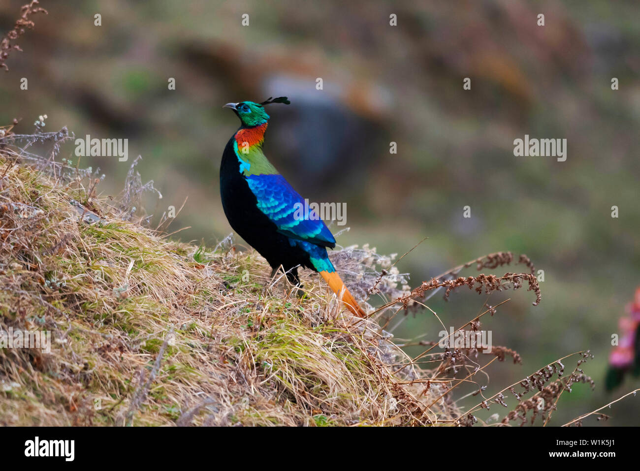 Lophophorus High Resolution Stock Photography and Images - Alamy