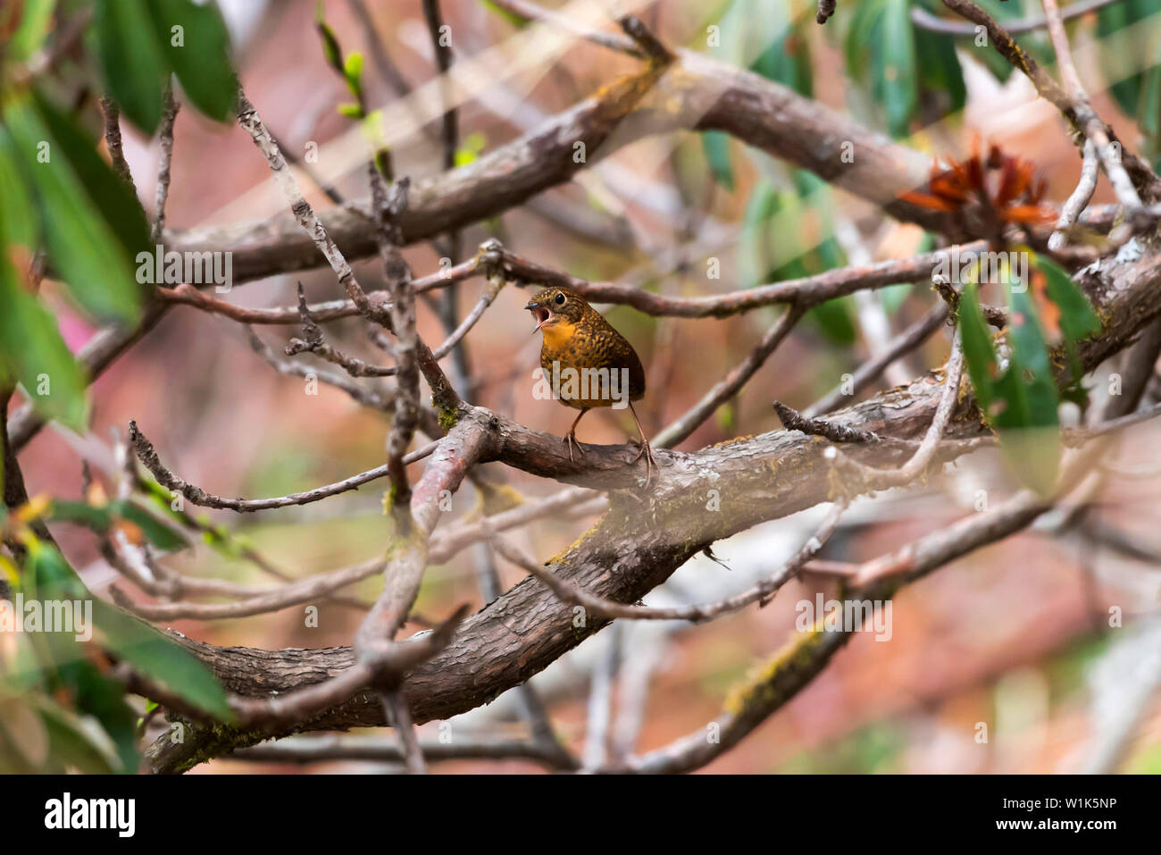 Scaly-breasted wren-babbler or scaly-breasted cupwing, Pnoepyga ...