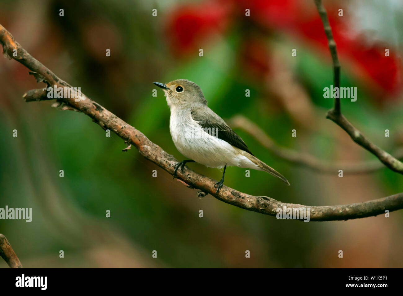 Ultramarine flycatcher or the white-browed blue flycatcher, Ficedula ...