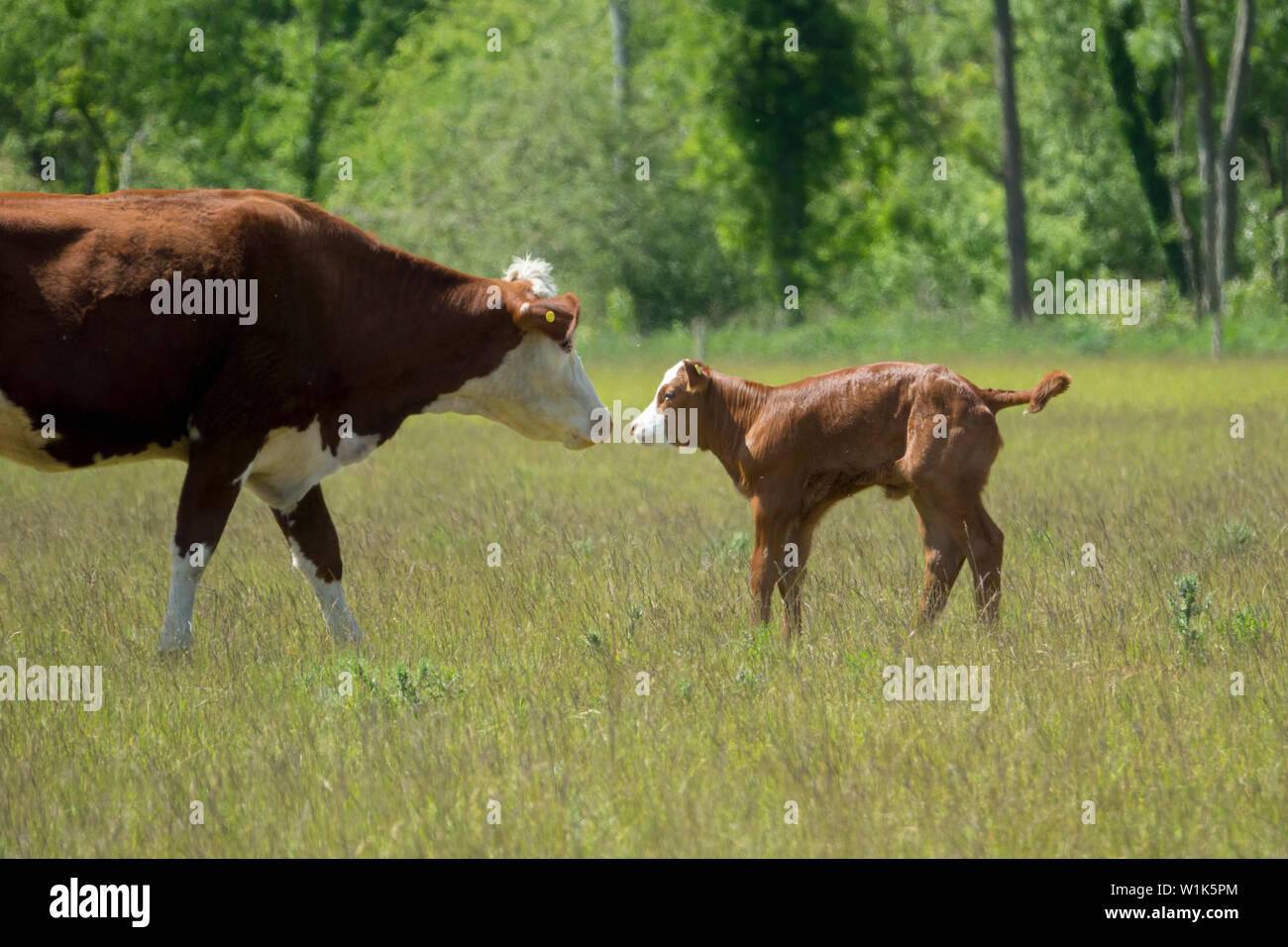 cow with calf Stock Photo - Alamy