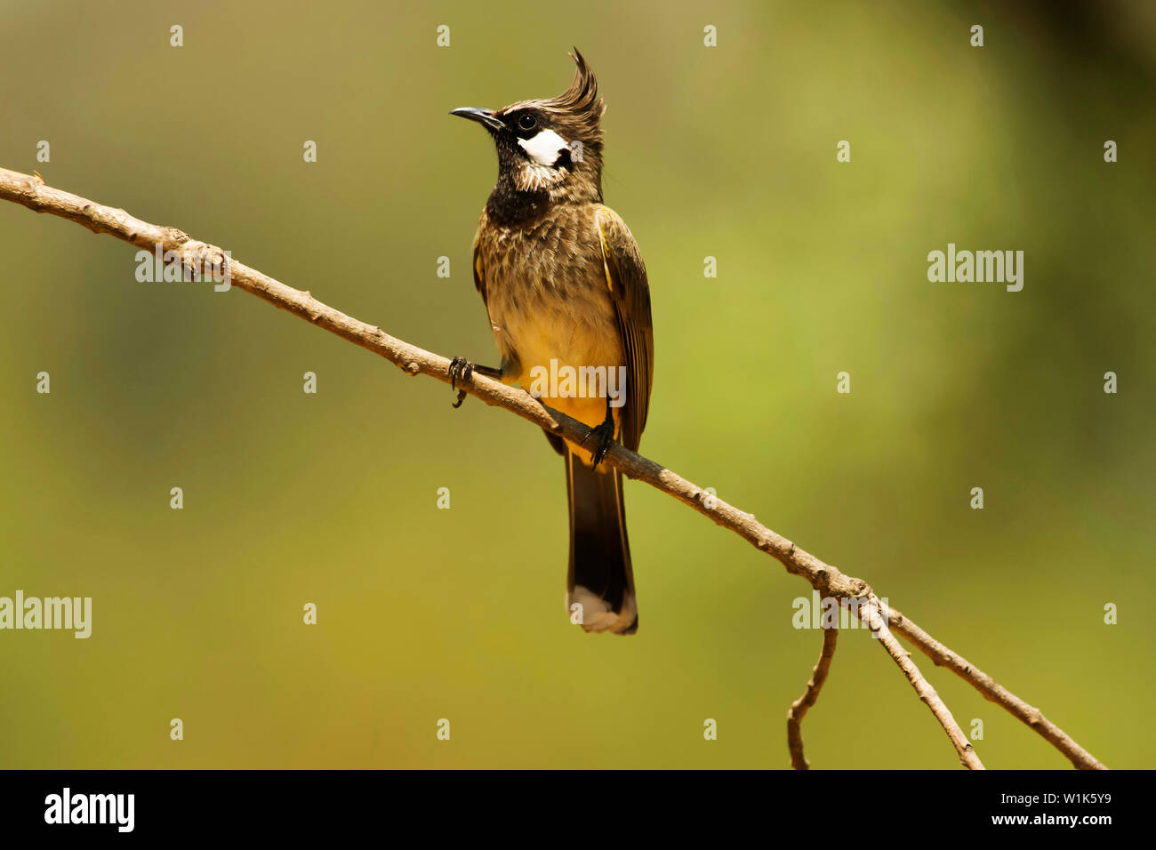 White cheeked himalayan bulbul pycnonotus leucogenys hi-res stock ...