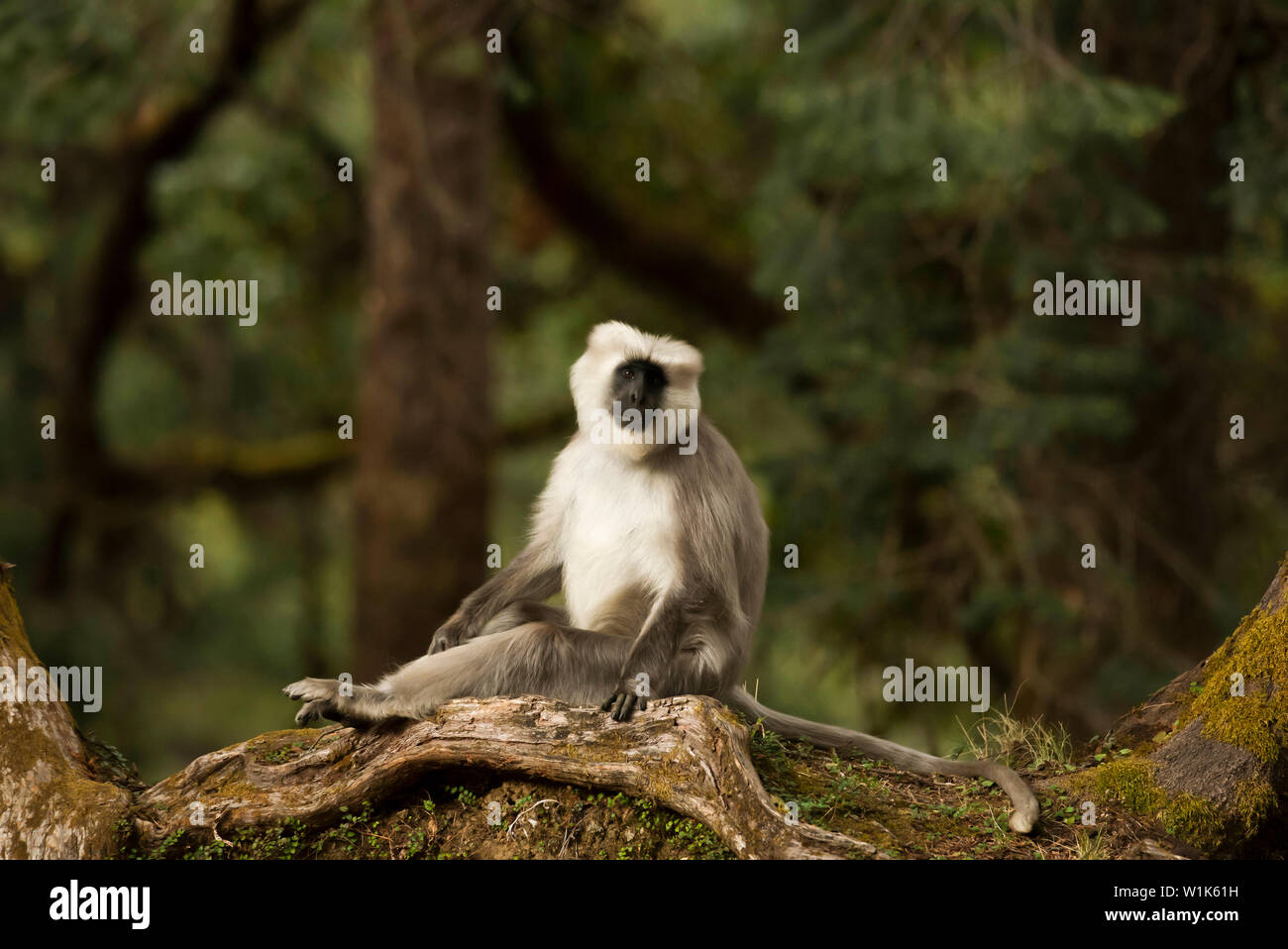 Himalayan grey langur, Semnopithecus ajax, Chopta, Uttarakhand, India ...