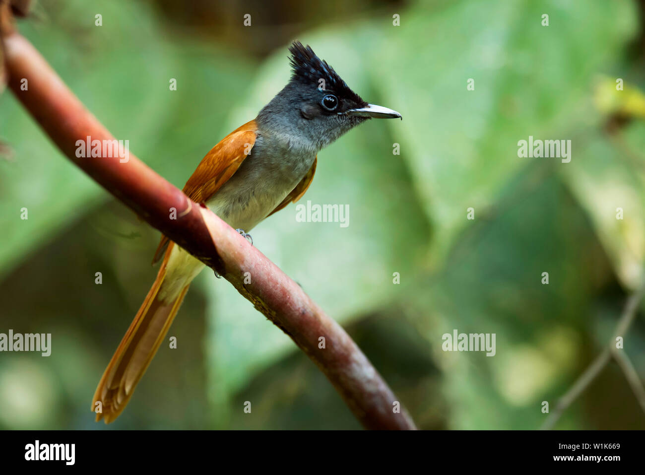 Indian paradise flycatcher, female, Terpsiphone paradisi, Western Ghats ...