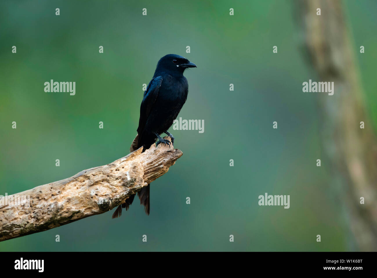 Black drongo, Dicrurus macrocercus, Western Ghats, India Stock Photo ...