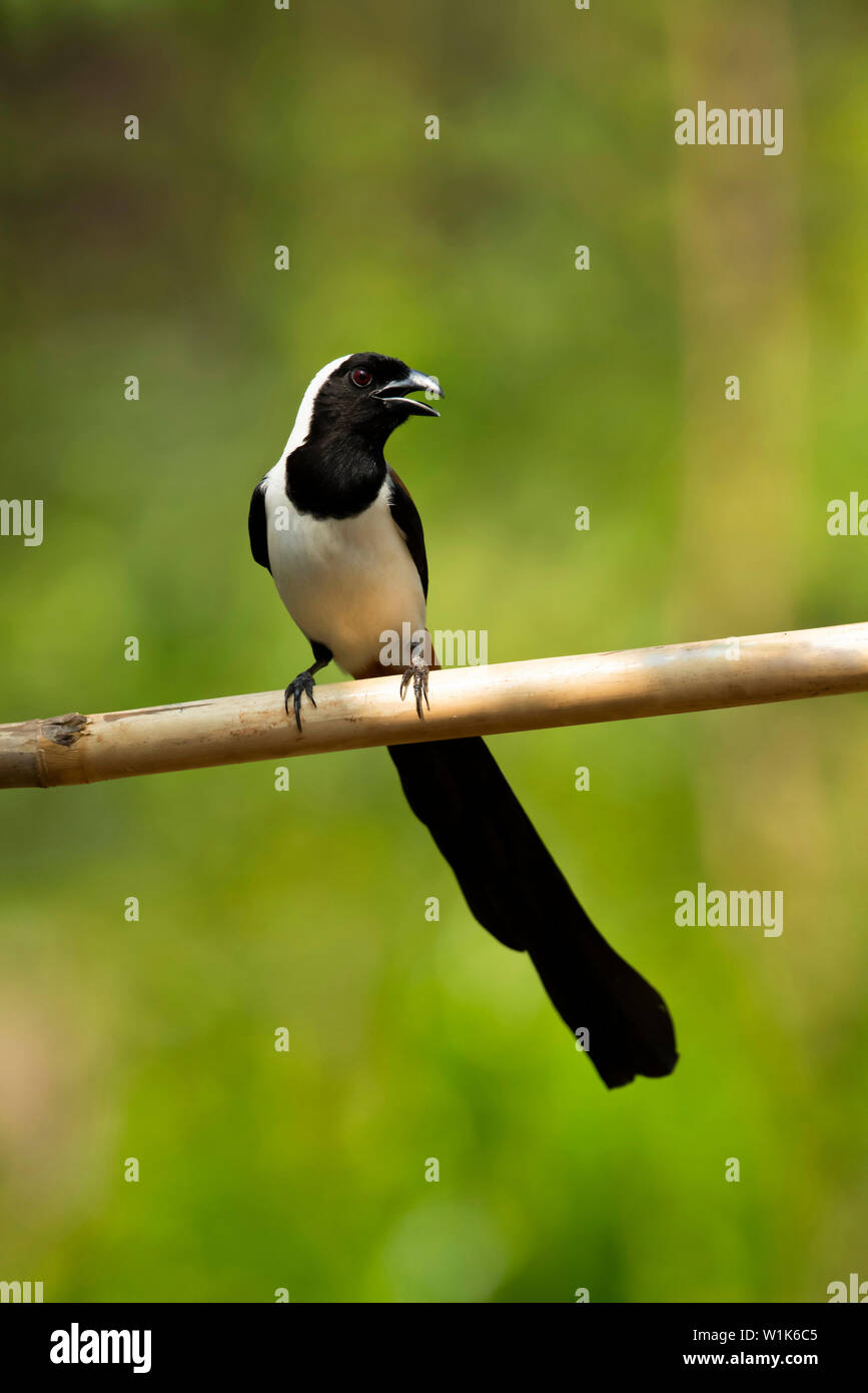 Collared treepie hi-res stock photography and images - Alamy