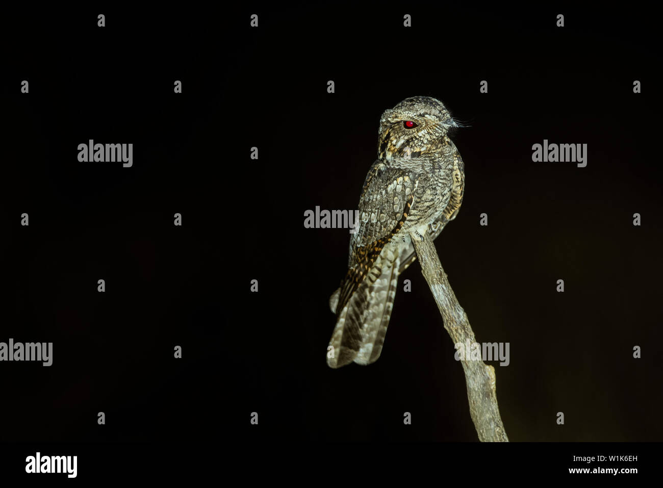 Jerdons nightjar, Caprimulgus atripennis, Western Ghats, India Stock ...