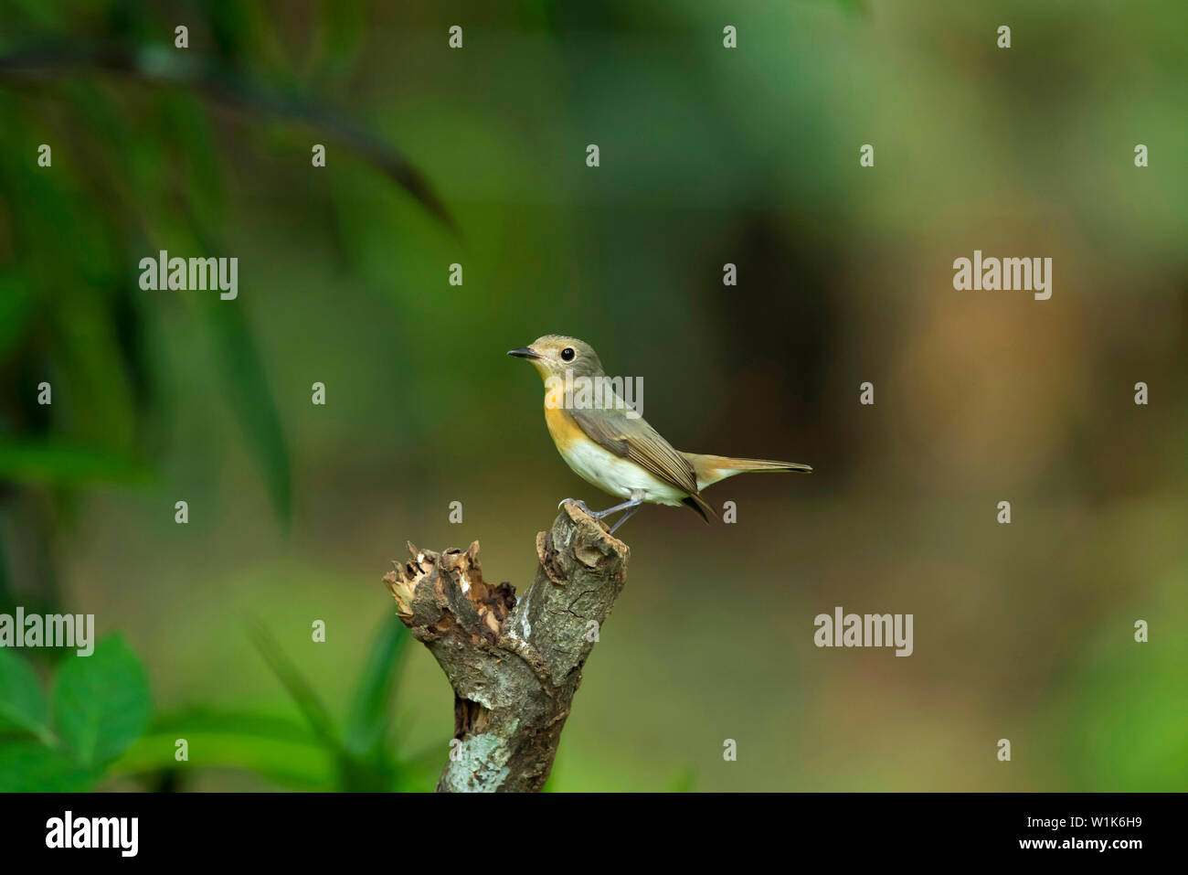 Blue-fronted blue flycatcher, female, Cyornis hoevelli, Western Ghats ...