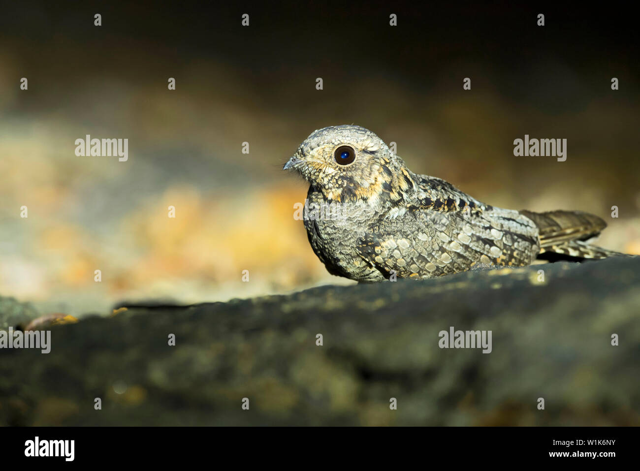 Jungle Nightjar, Caprimulgus indicus, Western Ghats, India Stock Photo ...
