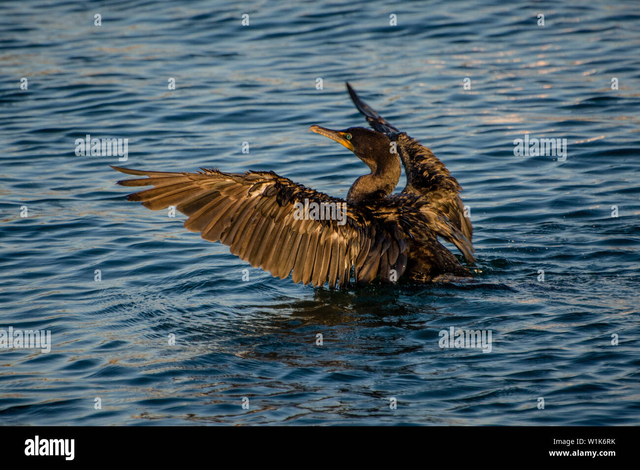 This Cormorant was swimming near the breakwater in Bronte Outer Harbour ...