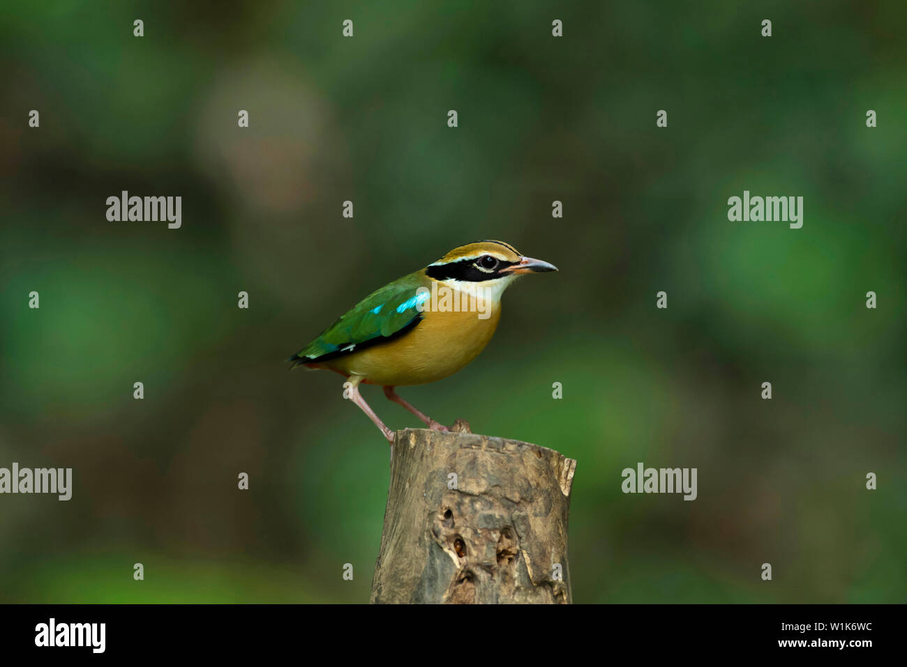 Indian pitta, Pitta brachyura, Western Ghats, India Stock Photo - Alamy