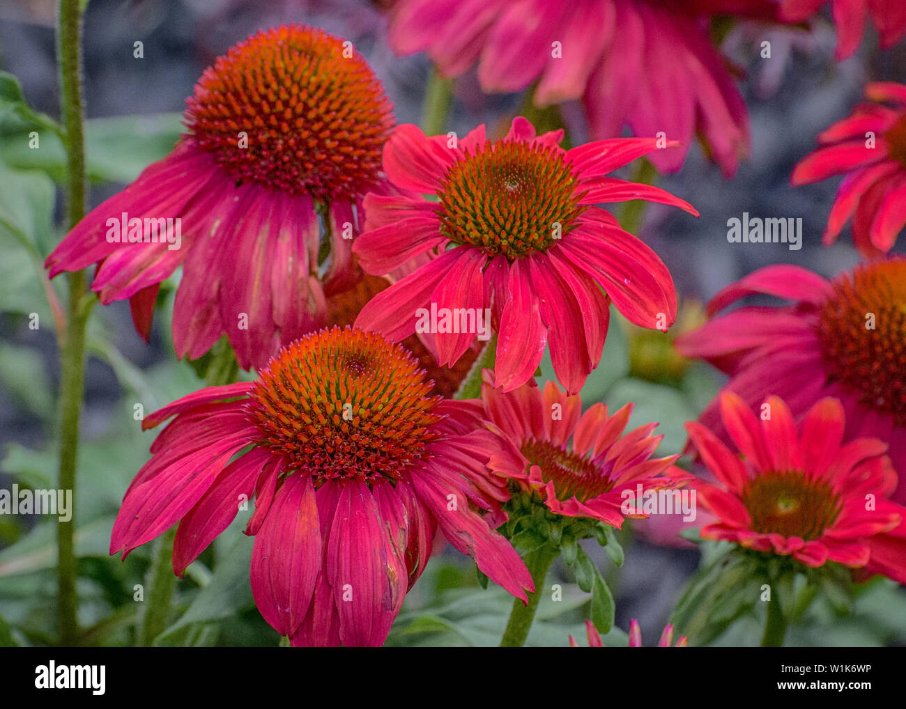 Copious hi-res stock photography and images - Alamy