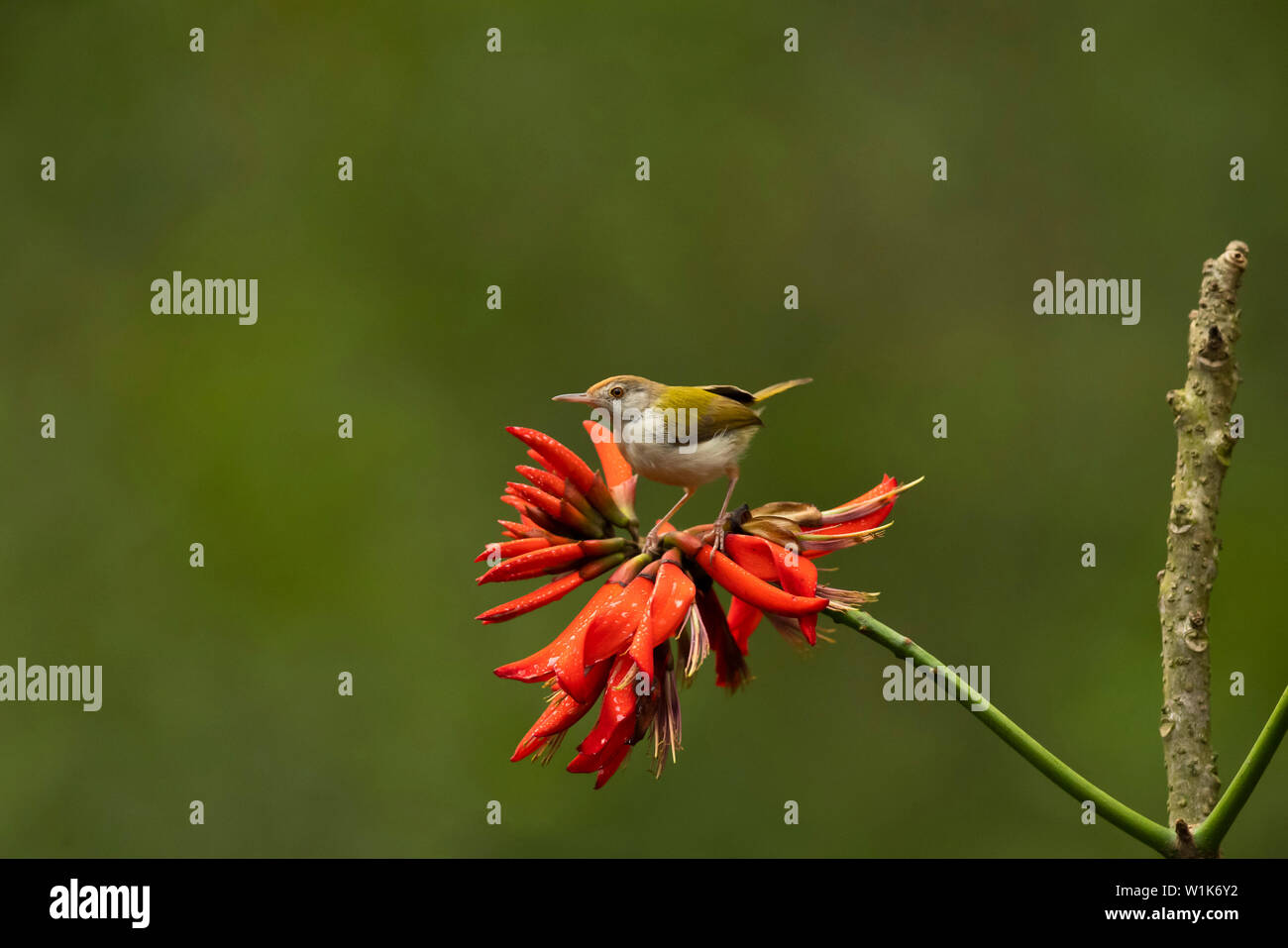 Common tailorbird, Orthotomus sutorius, Western Ghats, India Stock ...