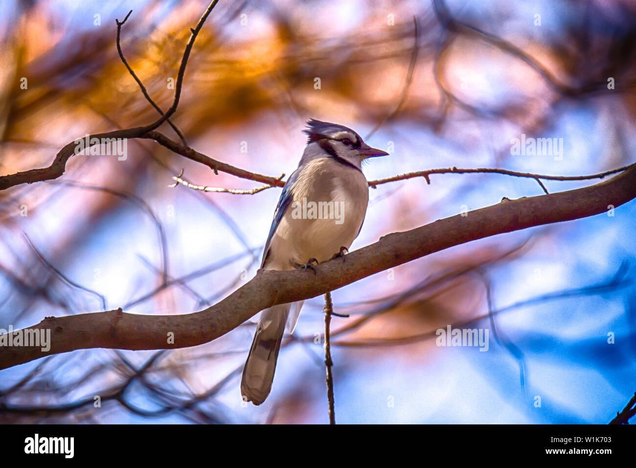 Big bird baseball hi-res stock photography and images - Alamy