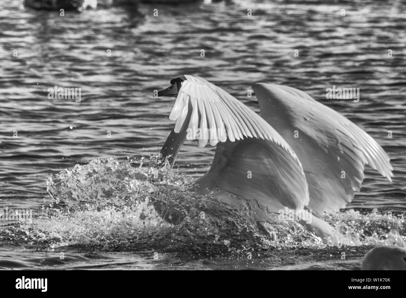 Another test of the Sigma 18-250mm DC Macro Lens. This is a crop ...