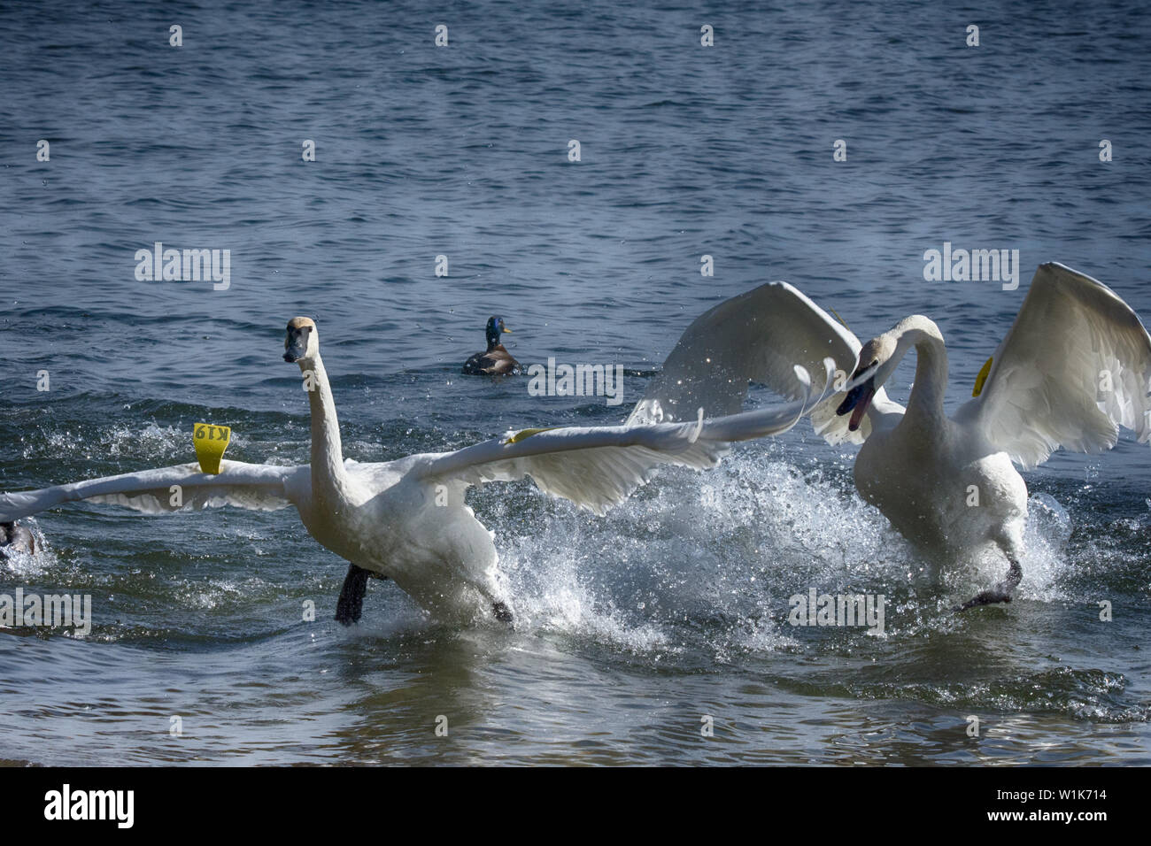 Most paintings depict swans as graceful, peaceful creatures gliding ...