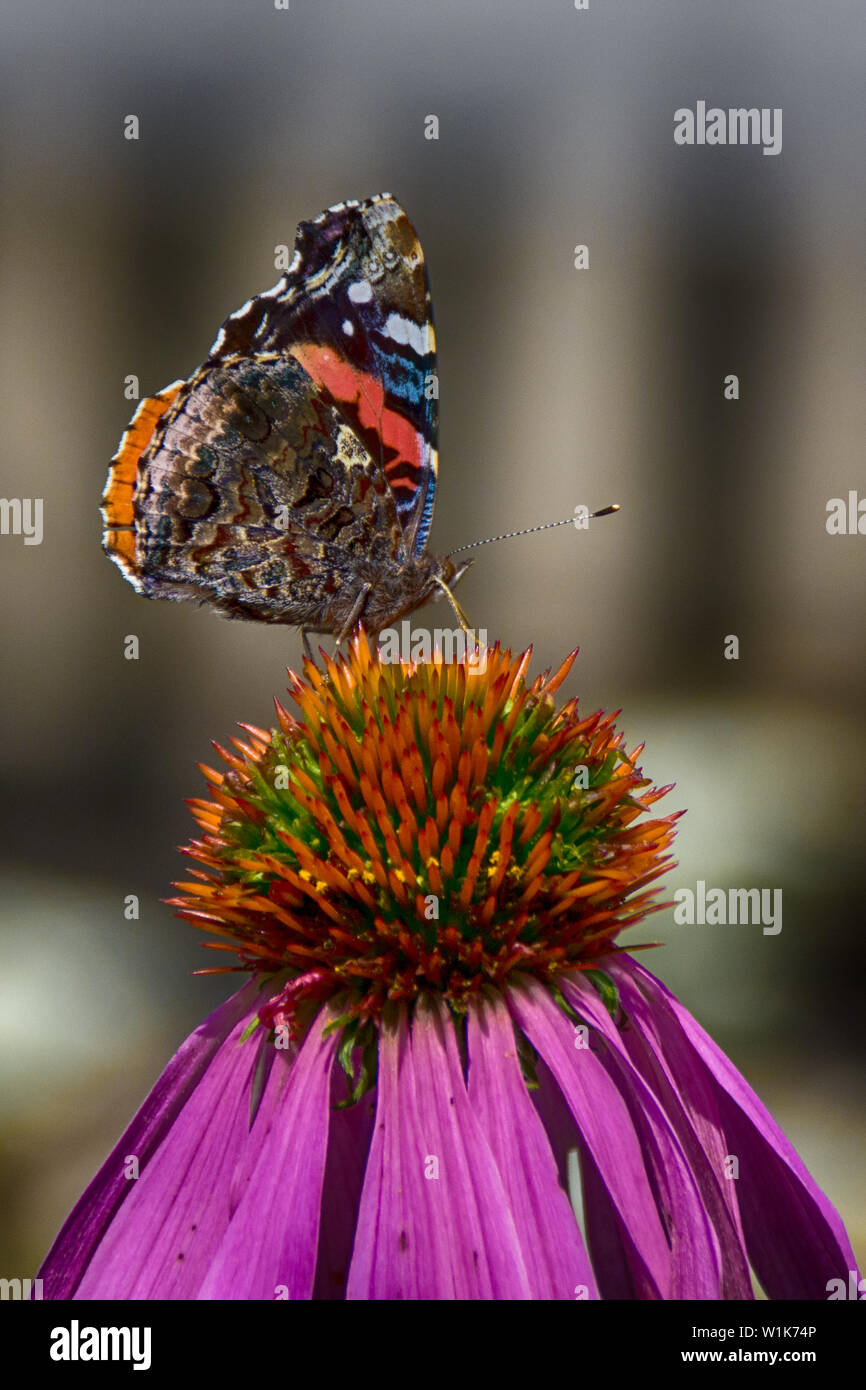 Flower had hi-res stock photography and images - Alamy