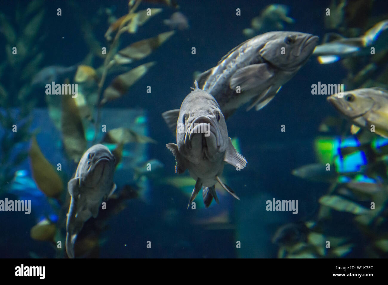 A wee bit hi-res stock photography and images - Alamy