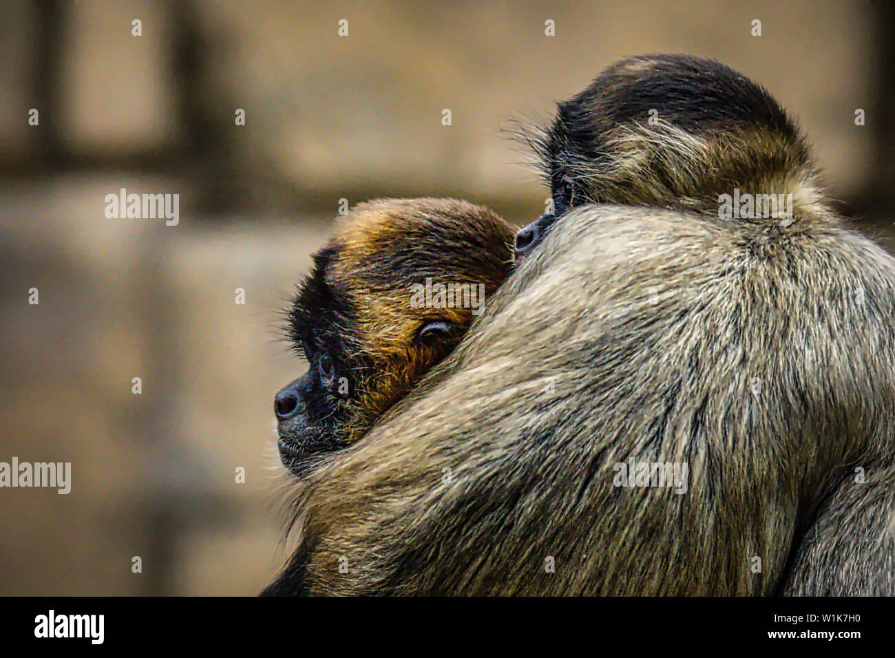 These spider monkeys at the Toronto Zoo were huddled together on a ...