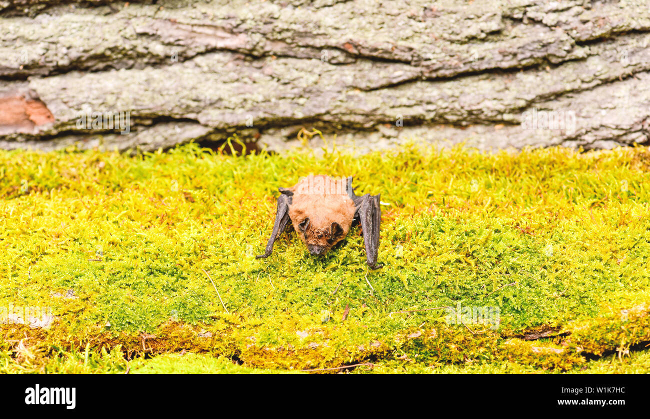 Ugly bat. Forelimbs adapted as wings. Museum of nature. Mammals ...