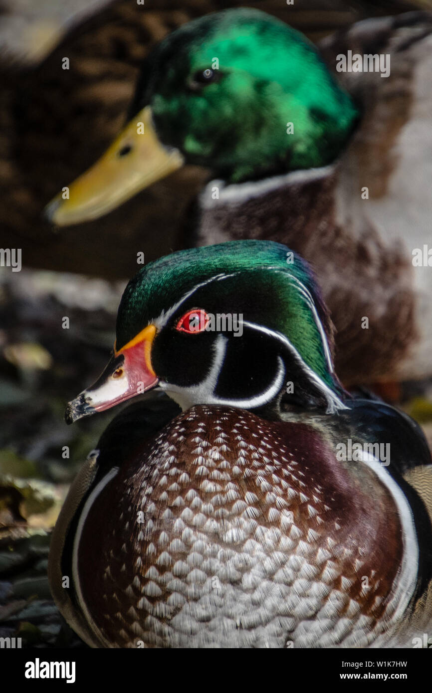 The Mallard's iridescent colours seem plain next to the little Wood ...