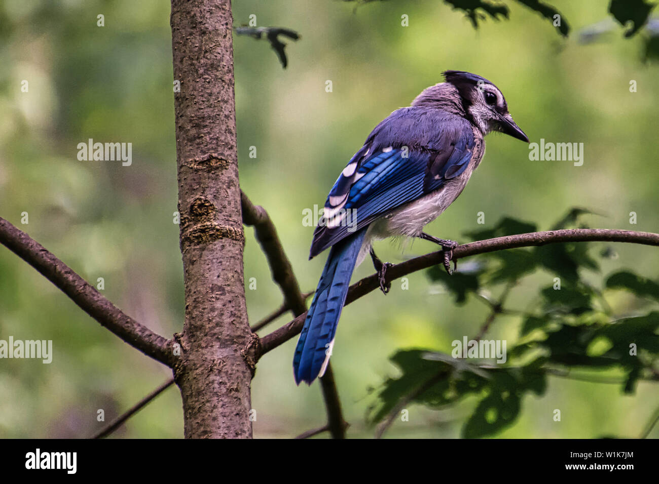 Pro baseball mascot hi-res stock photography and images - Alamy