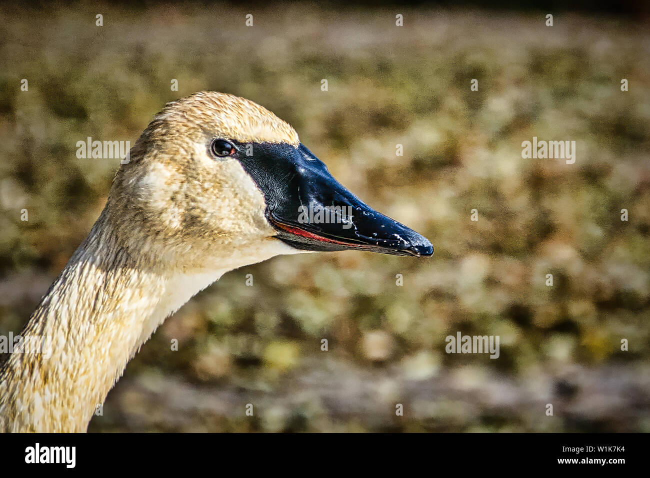LaSalle Park in Burlington Ontario is home to a colony of Trumpeter ...