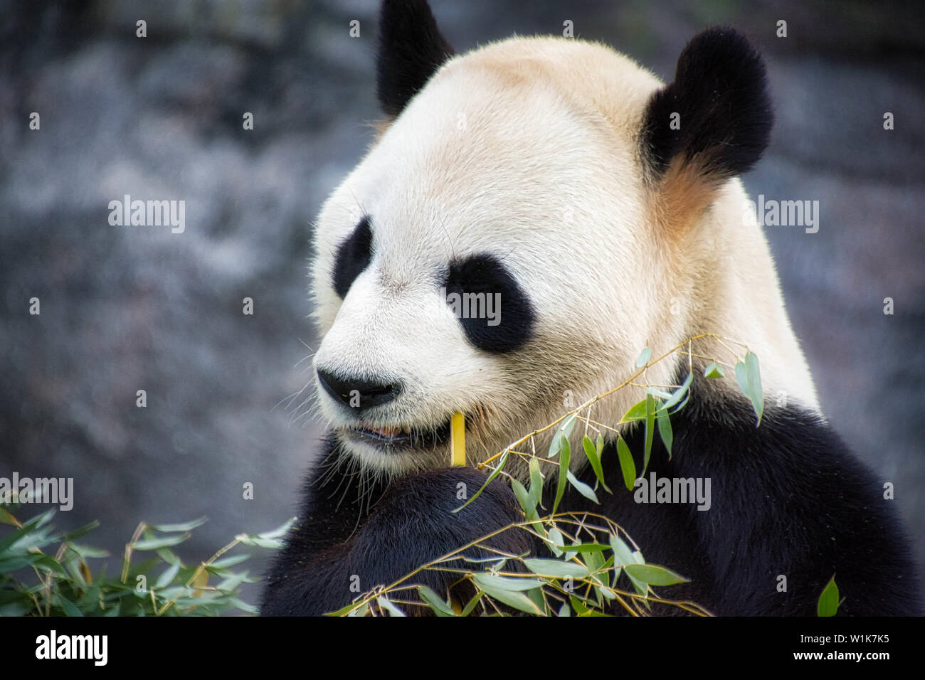 Tweaked hi-res stock photography and images - Alamy