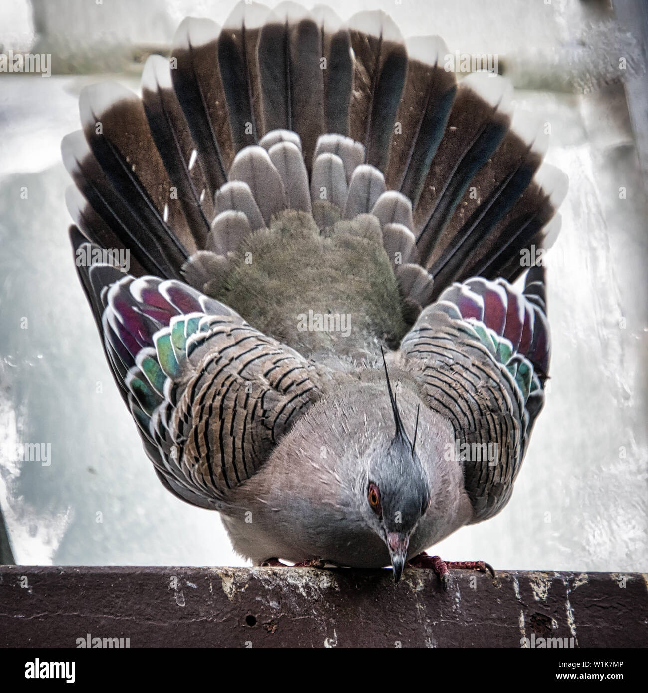 Luminar hi-res stock photography and images - Alamy