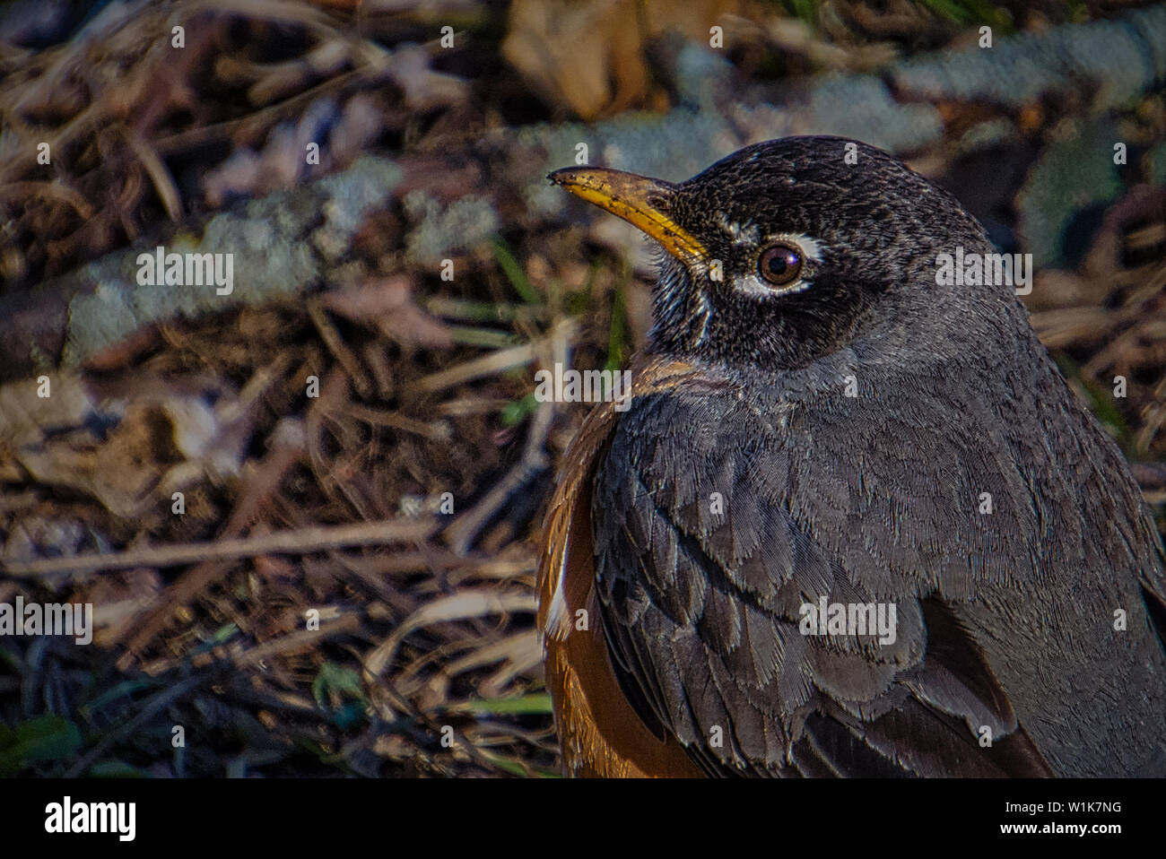 The Robins are back. The snow in the forecast may confuse them about ...