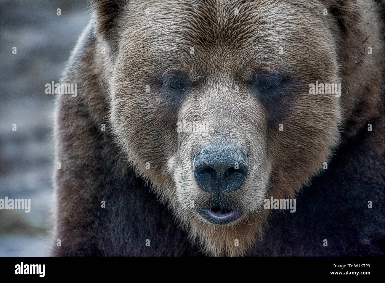 Another Zoo portrait from my recent visit to the Toronto Zoo Stock ...