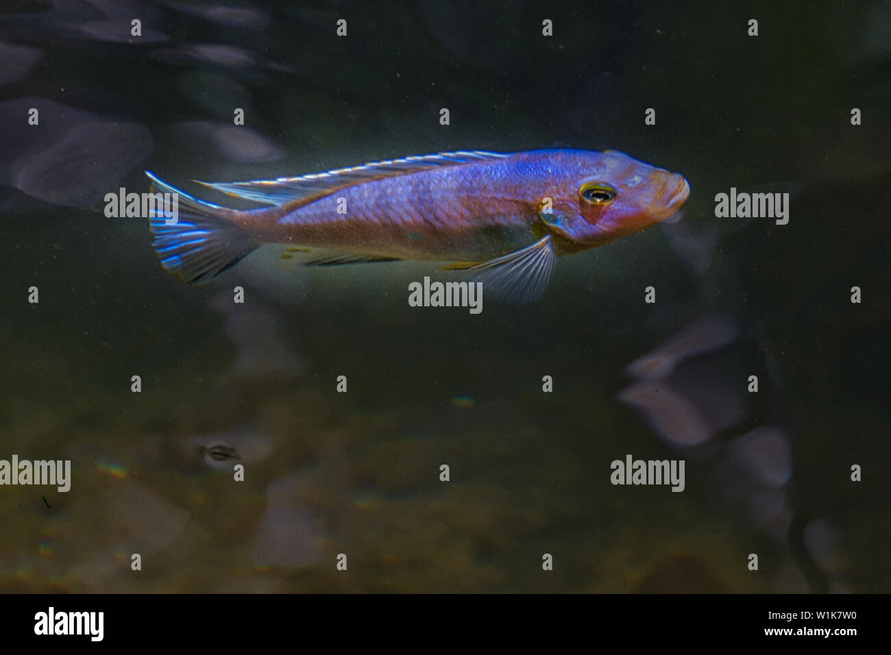 In addition to the numerous Koi, there were hundreds of these little ...