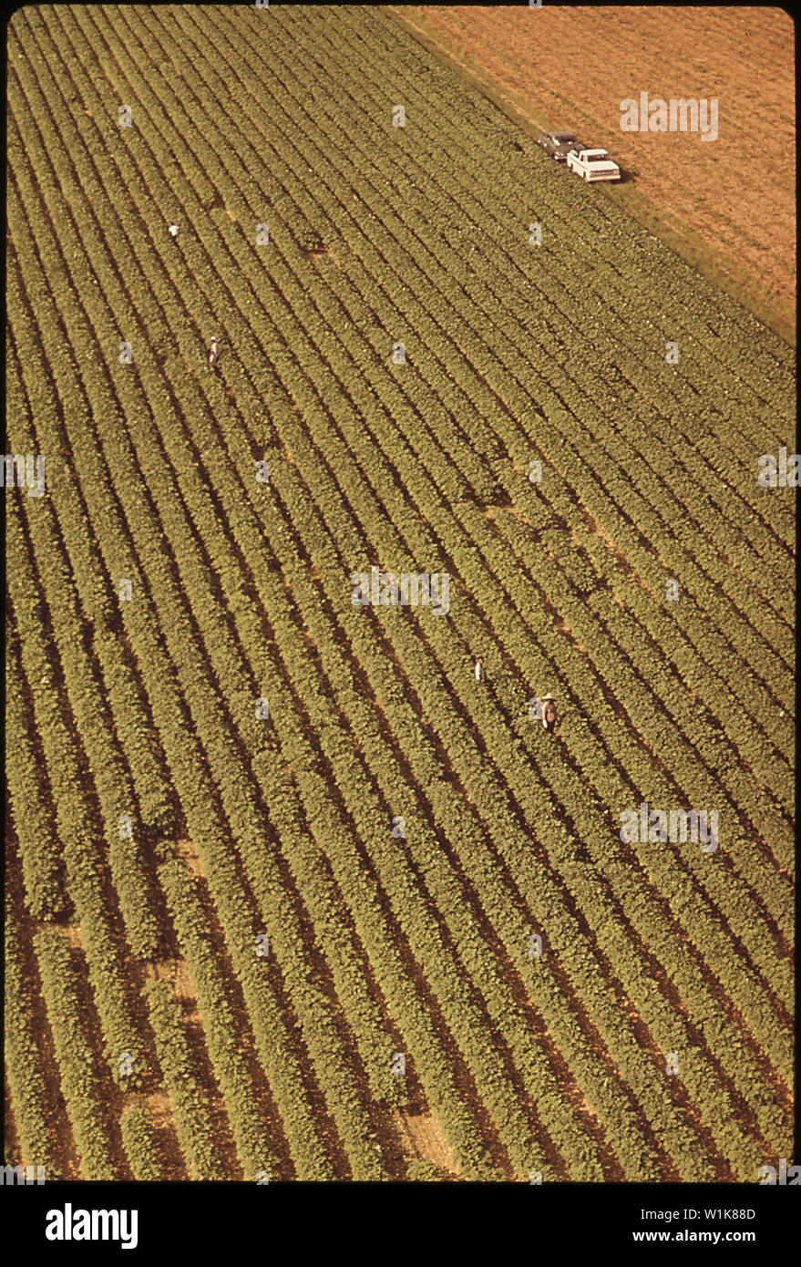 VEGETABLE FARMING NEAR THE BOUNDARIES OF THE EVERGLADES NATIONAL PARK ...