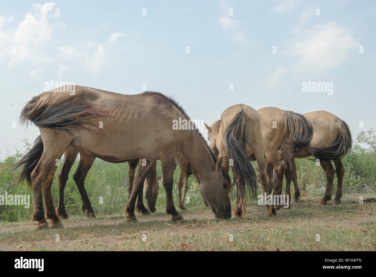 Herd of Wild Konik or Polish primitive horse (konik polski or konik ...