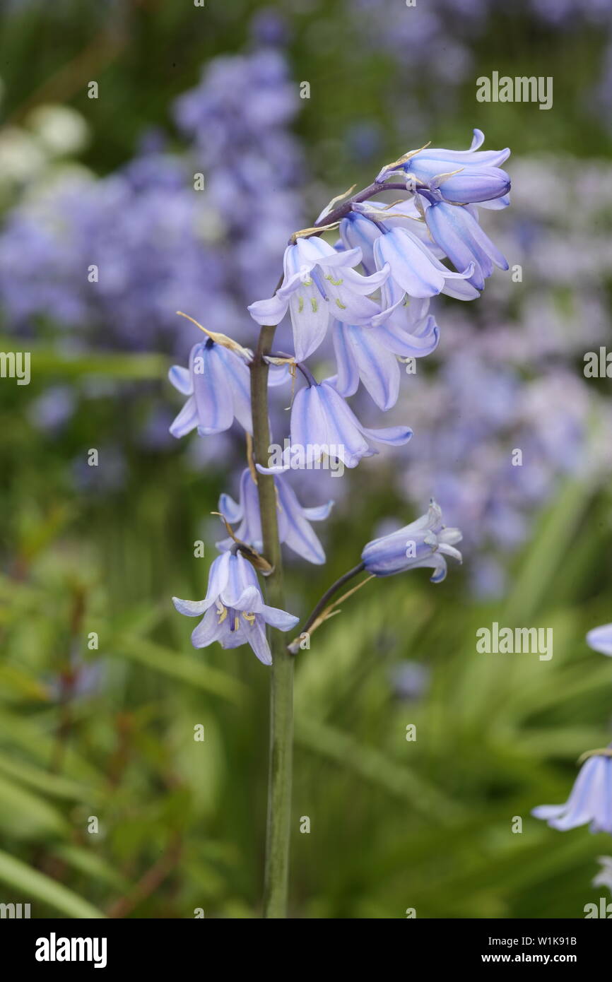 English Bluebell flower head on a single stem Stock Photo - Alamy