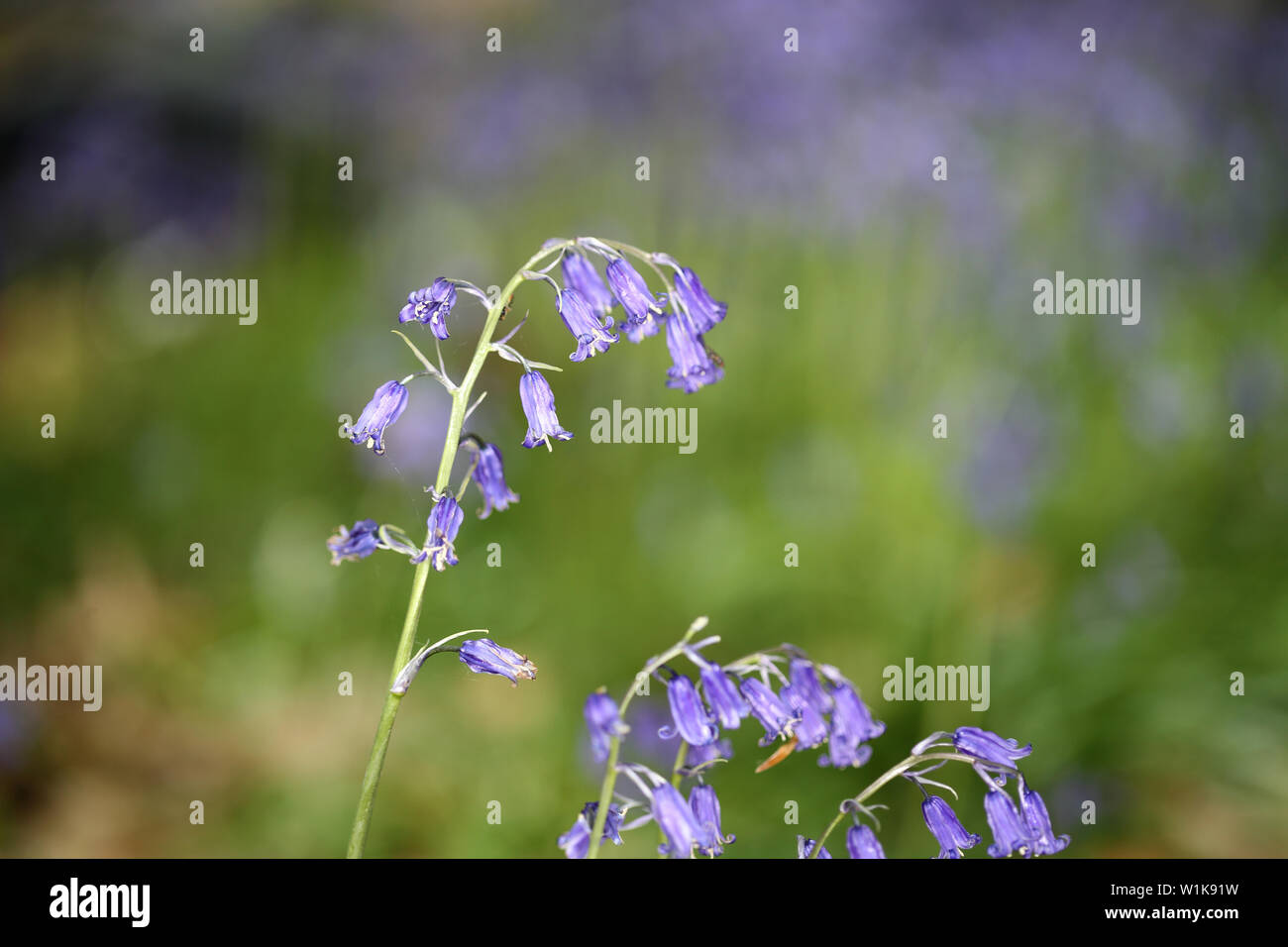 English Bluebell flower head on a single stem Stock Photo - Alamy