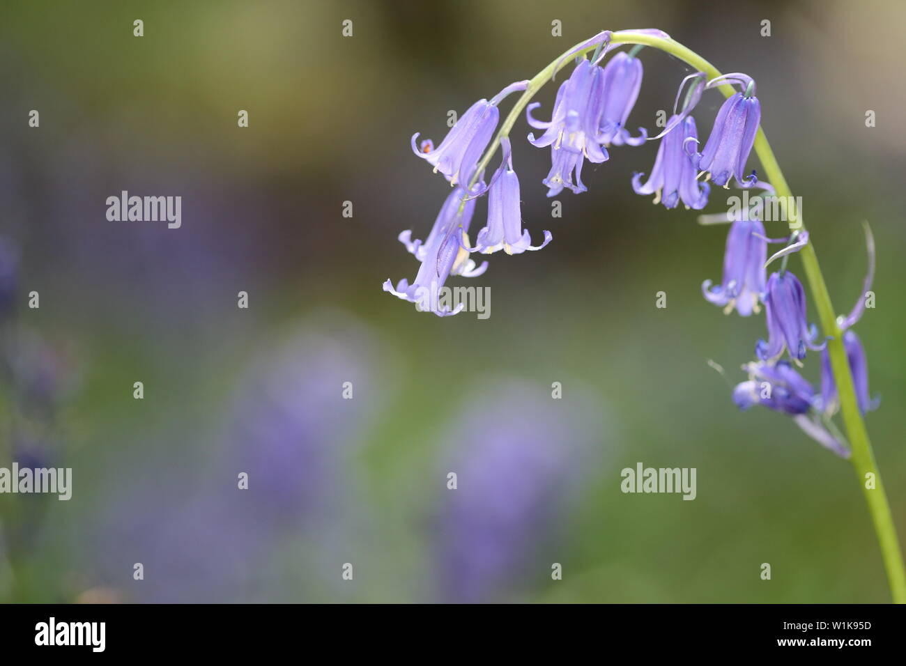 English Bluebell flower head on a single stem Stock Photo - Alamy