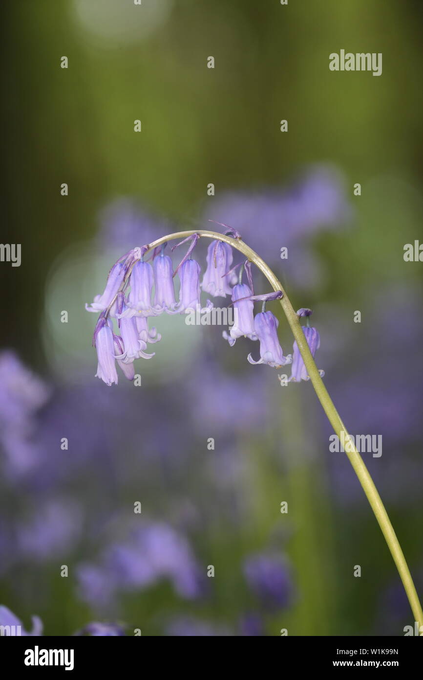 English Bluebell flower head on a single stem Stock Photo - Alamy