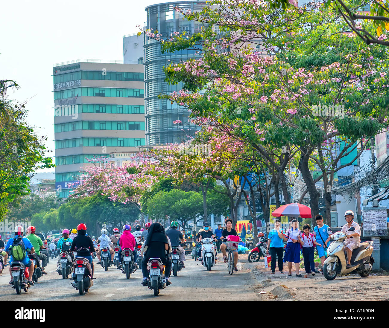 Busy traffic at boulevard with tabebuia rosea flower blooms planted ...