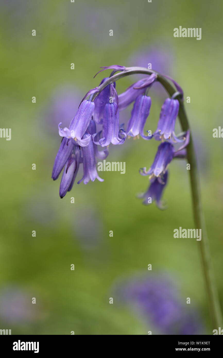 English Bluebell flower head on a single stem Stock Photo - Alamy