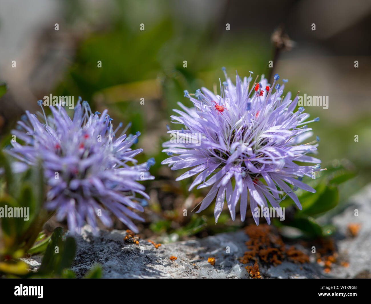 Closeup of Globularia nudicaulis (Plantaginaceae) in the Austrian Alps ...